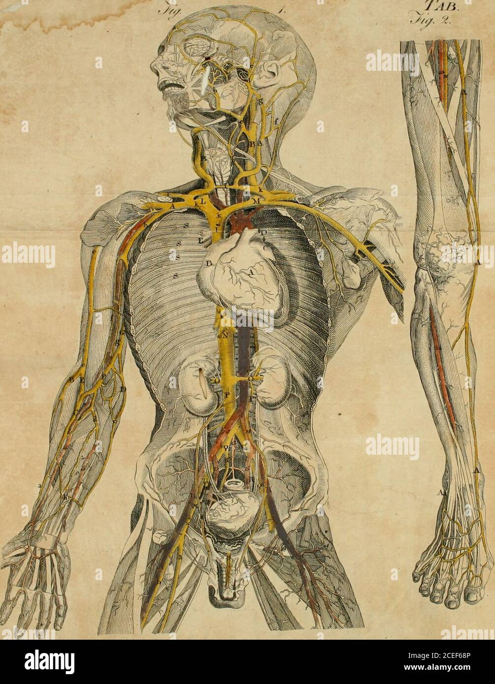 Axillary lymphatic plexus hi-res stock photography and images - Alamy