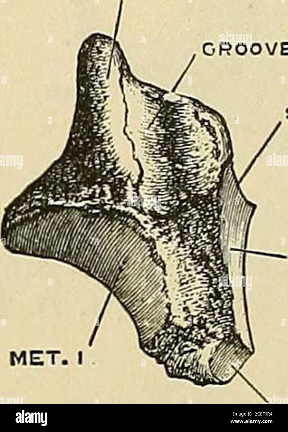 . Quain's Elements of anatomy. 10; THE B0NE8 OF THE UPPER LIMB.. Fig ...