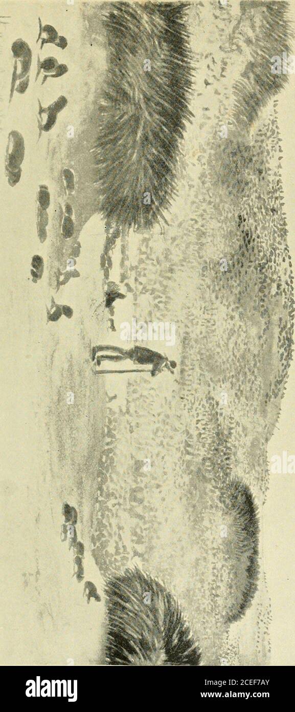 Paradefield hi-res stock photography and images - Alamy