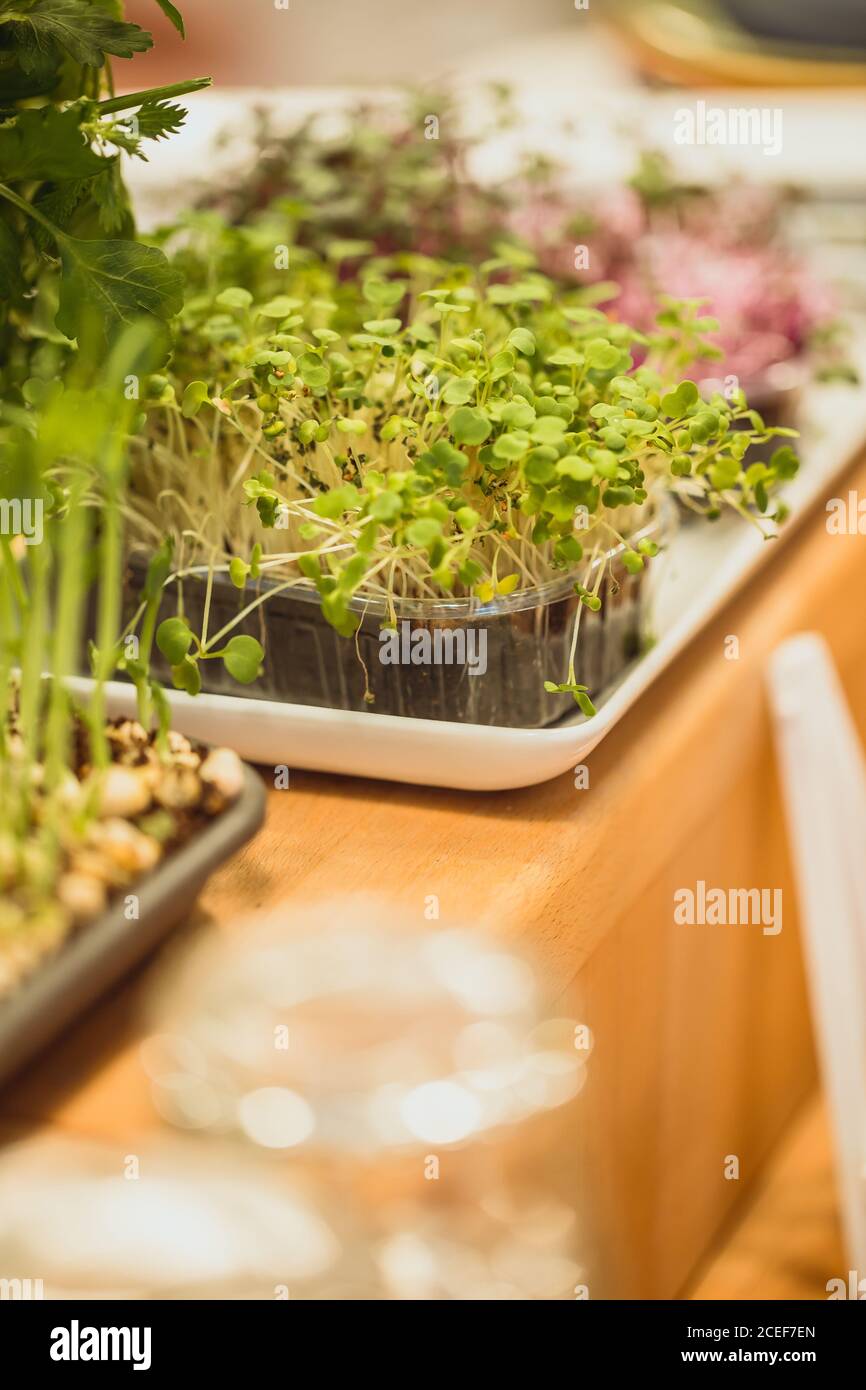 Green grass growing on counter Stock Photo - Alamy