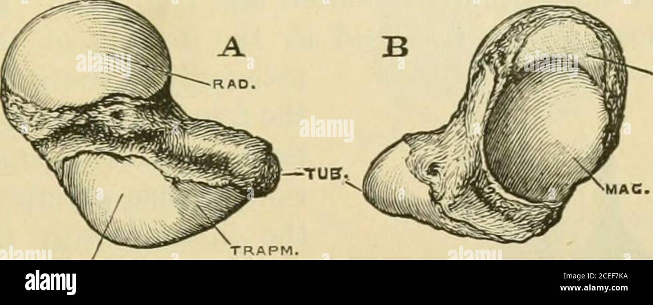 . Quain's Elements of anatomy. THE CARPUS. 101. Fig. 101.—Right ...