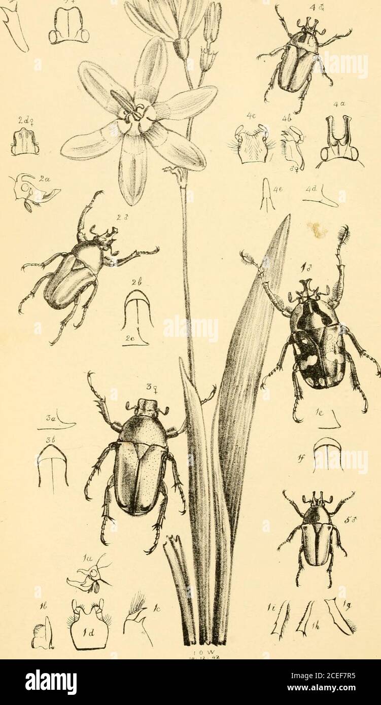 . Arcana entomologica, or, Illustrations of new, rare, and interesting ...