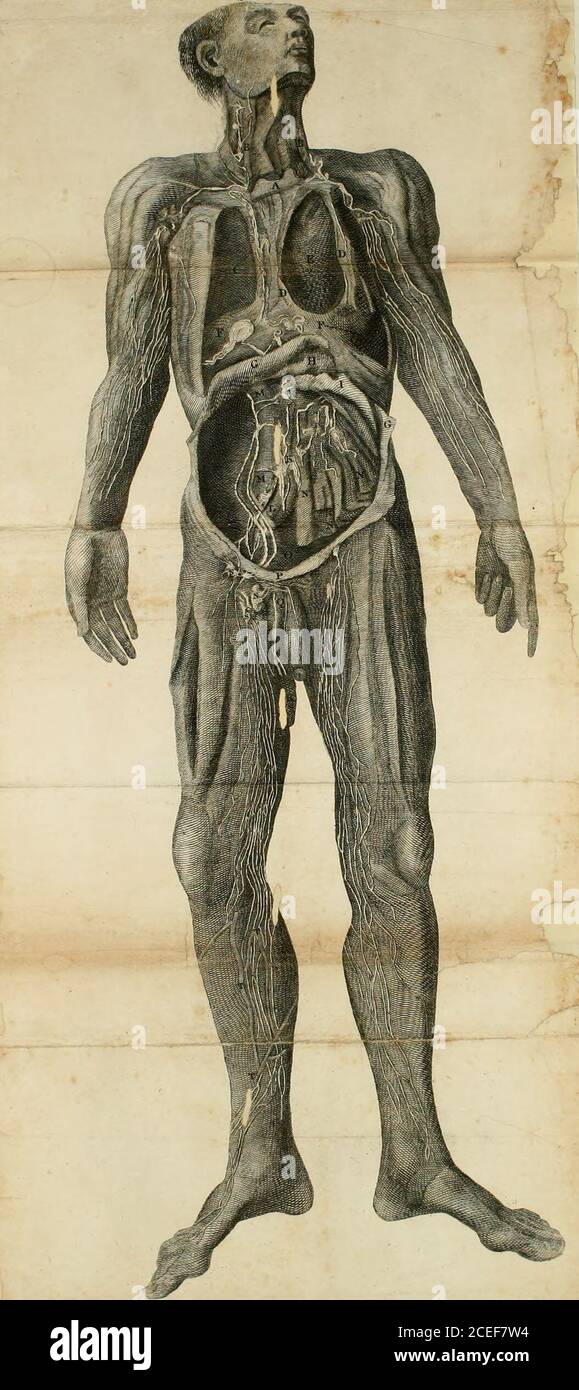 . A compendium of the anatomy of the human body : intended principally ...