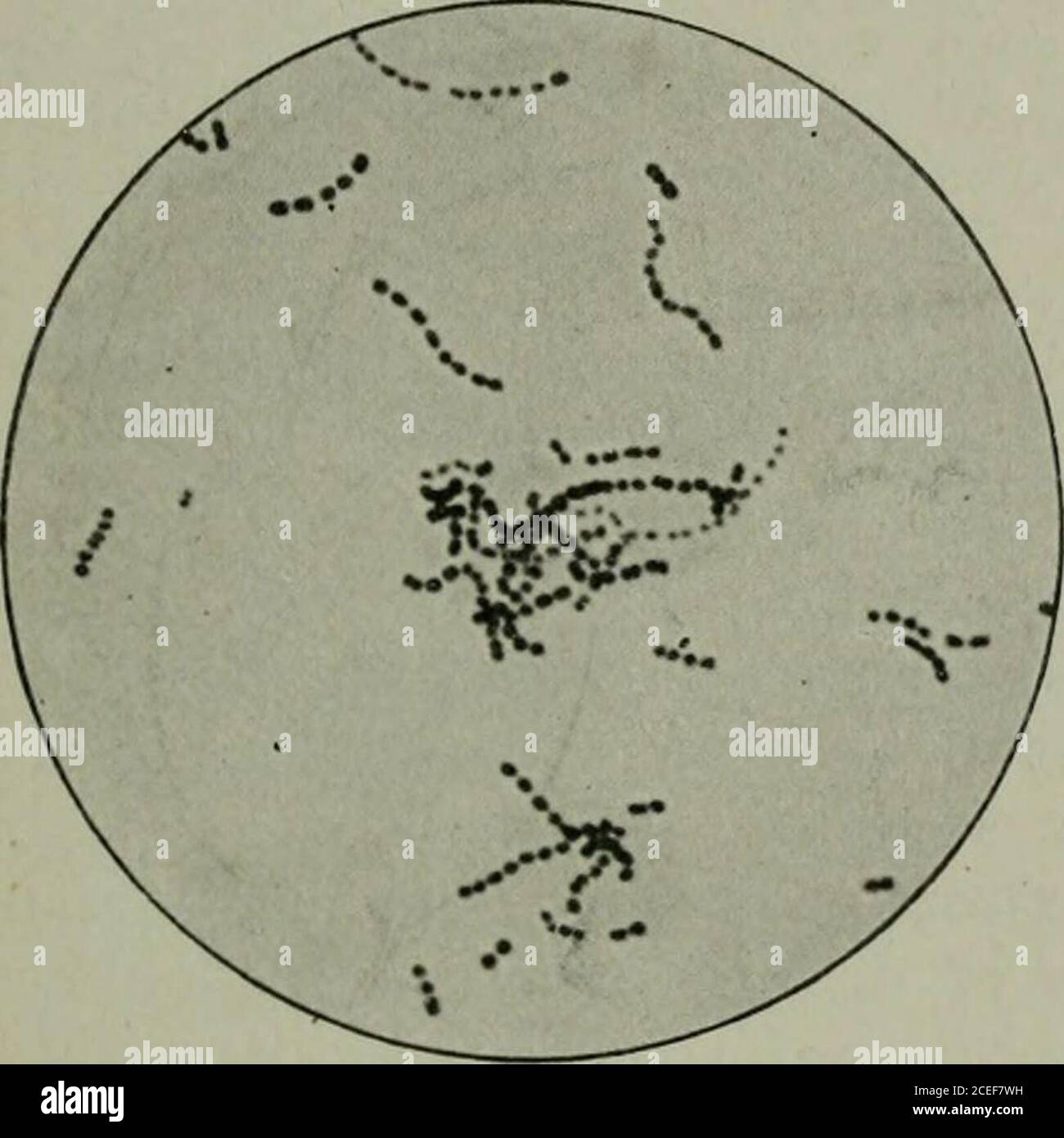 . Pathogenic micro-organisms, including bacteria and Protozoa; a ...
