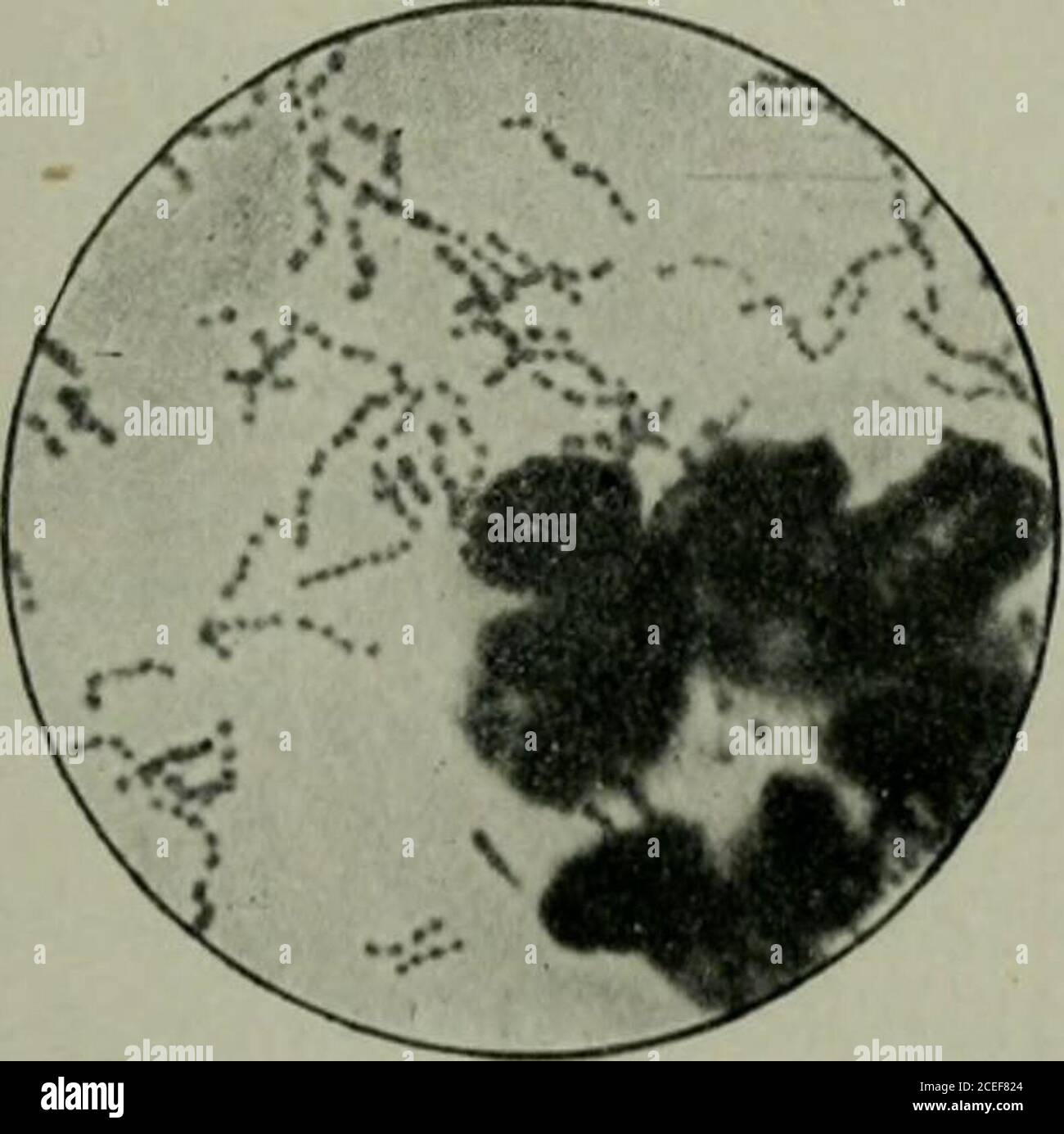 . Pathogenic micro-organisms, including bacteria and Protozoa; a ...