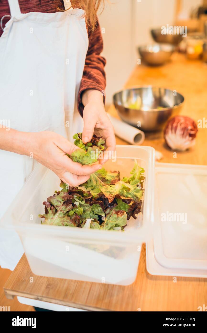 Crop unrecognizable cook in apron preparing lettuce on kitchen of ...