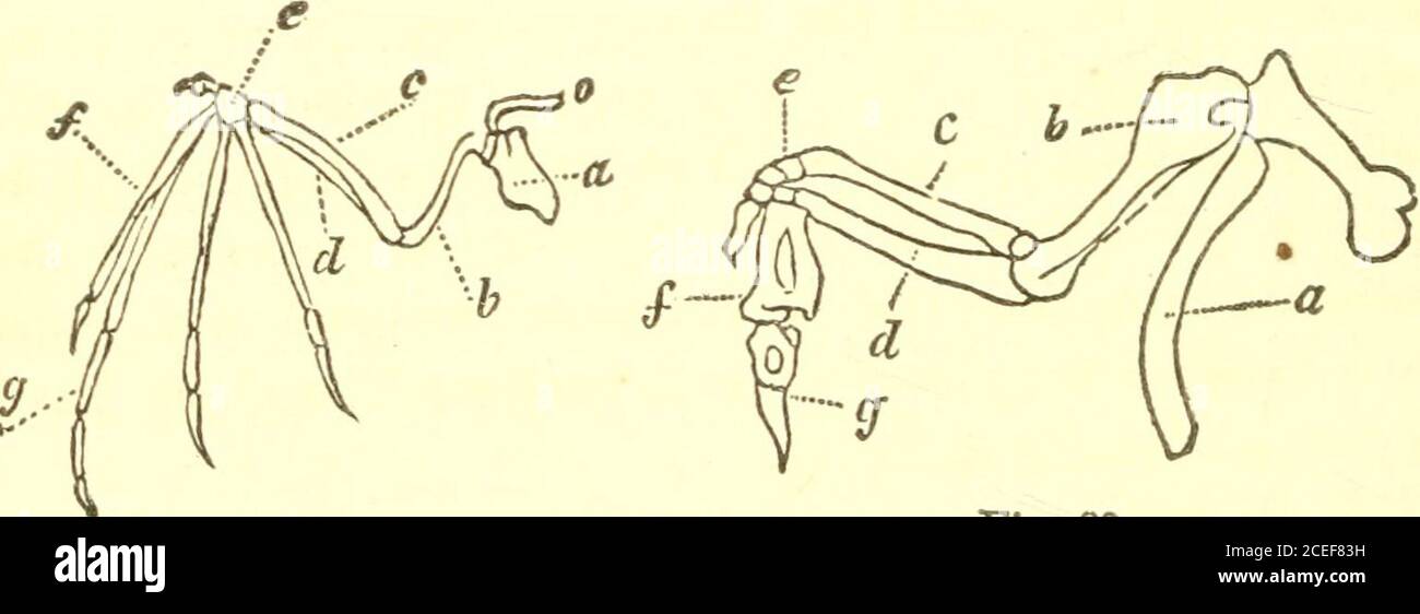 Retractile claws hi-res stock photography and images - Alamy