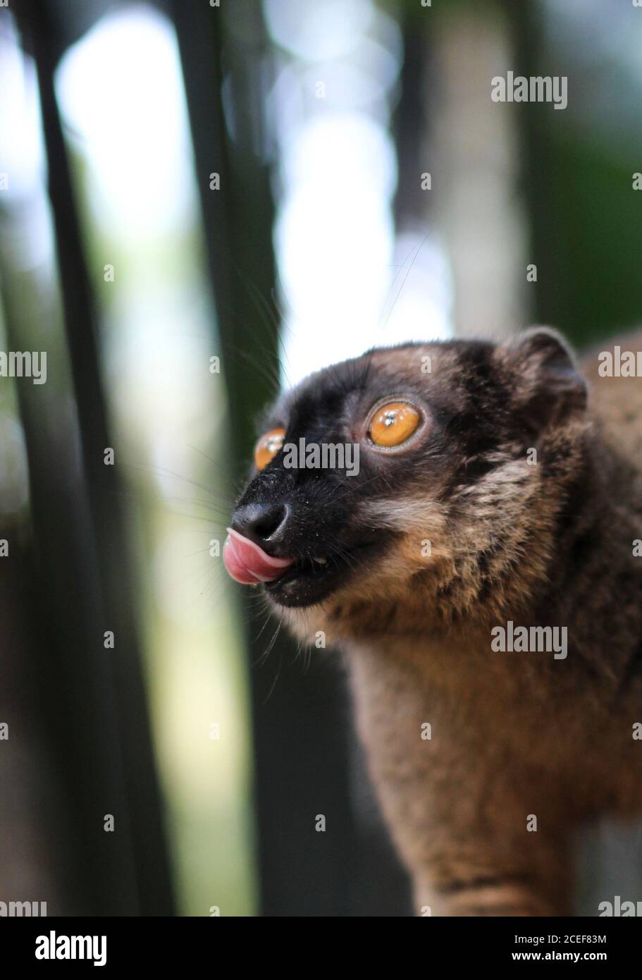 Cute common brown lemur looking up and licking nose on blurred ...