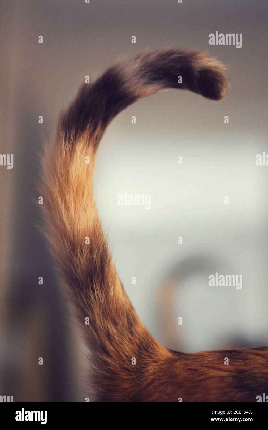 Cat with striped tail hi-res stock photography and images - Alamy