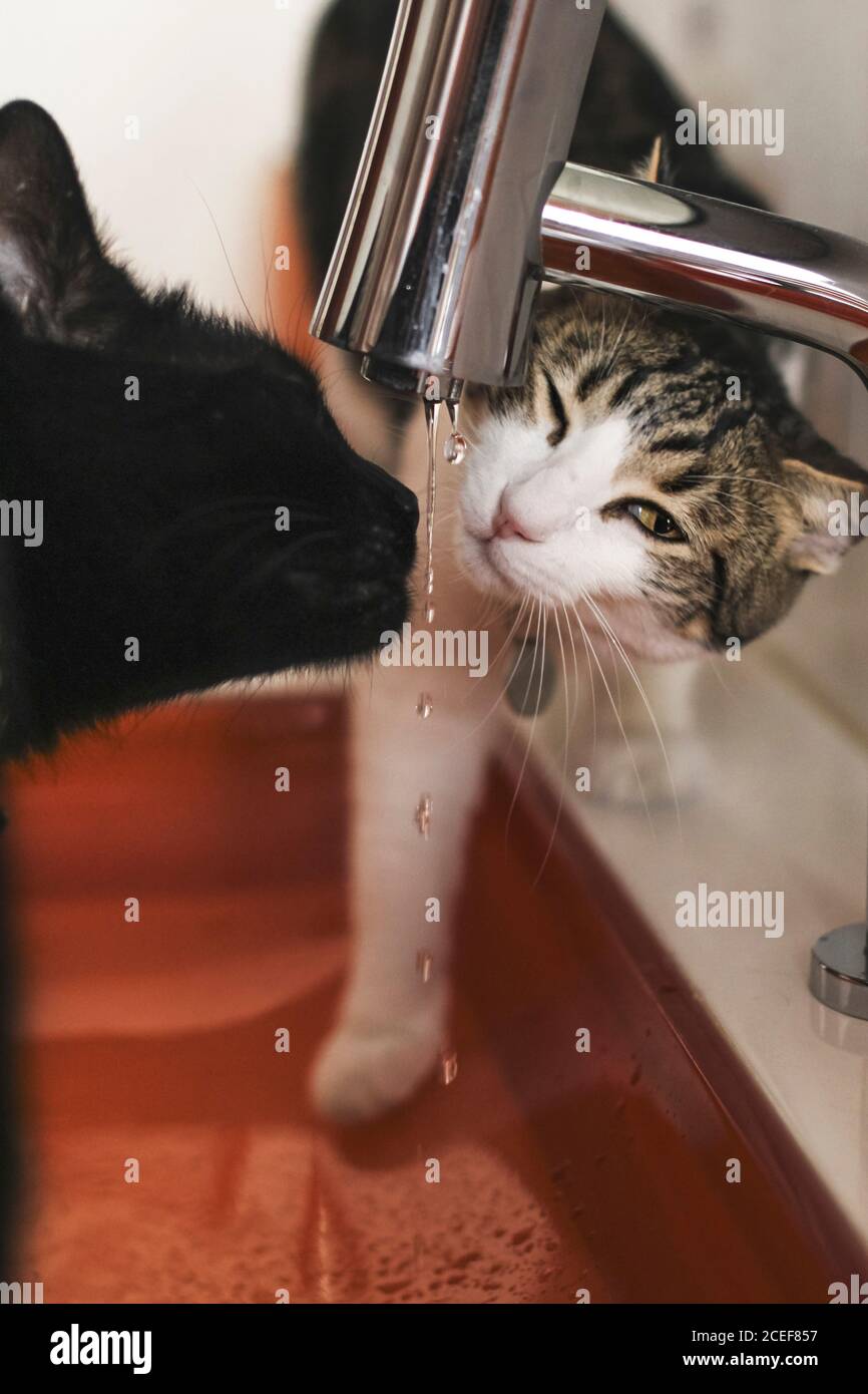 Cat drinking water from tap Stock Photo - Alamy