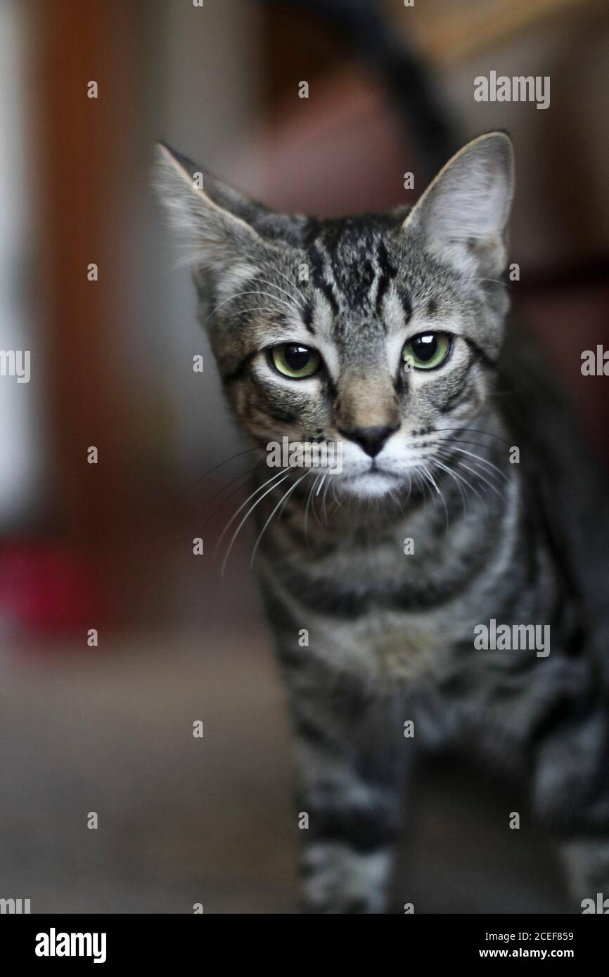 Cute cat sitting on floor Stock Photo - Alamy
