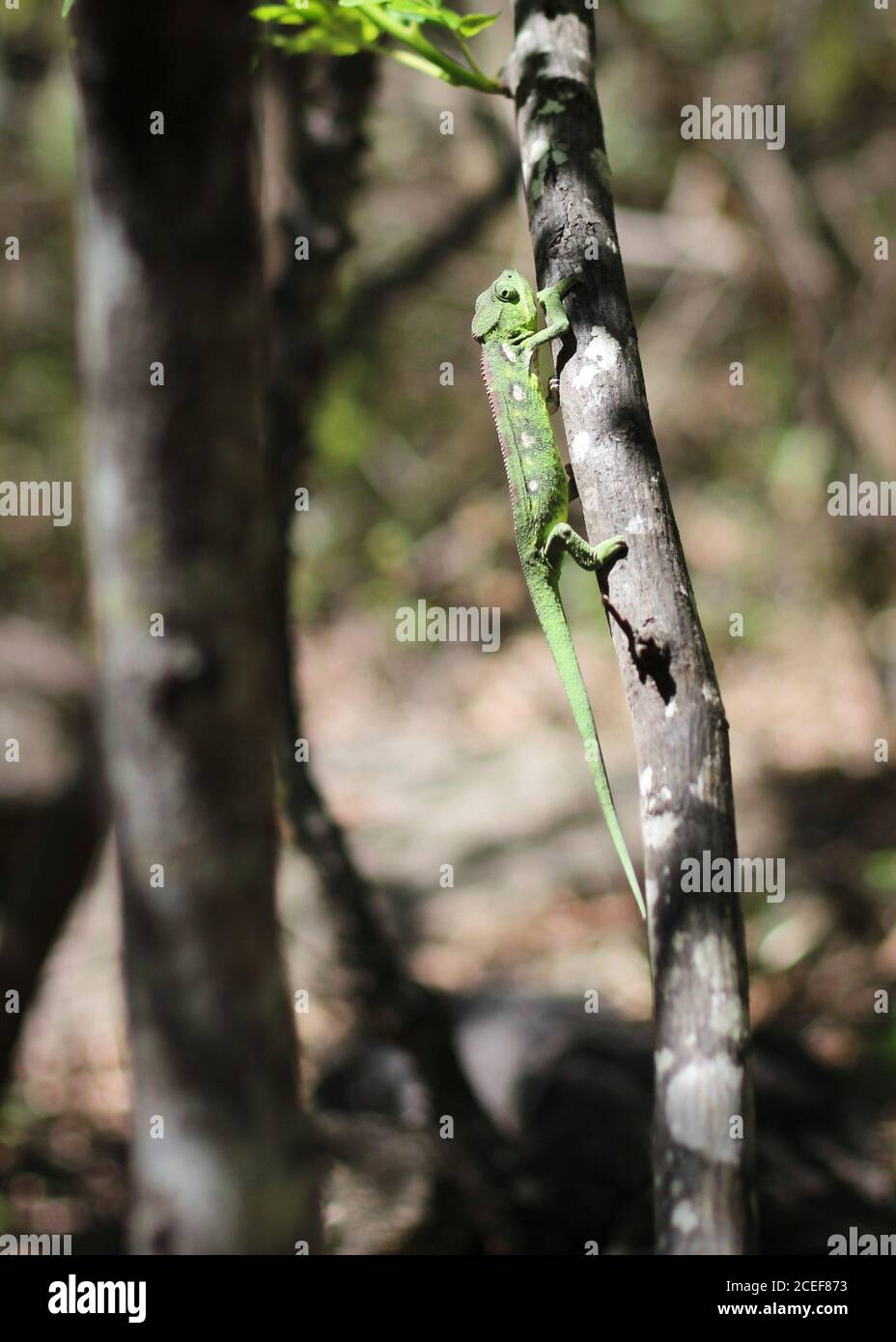 Small green chameleon hanging on thin trunk of jungle tree on sunny day ...