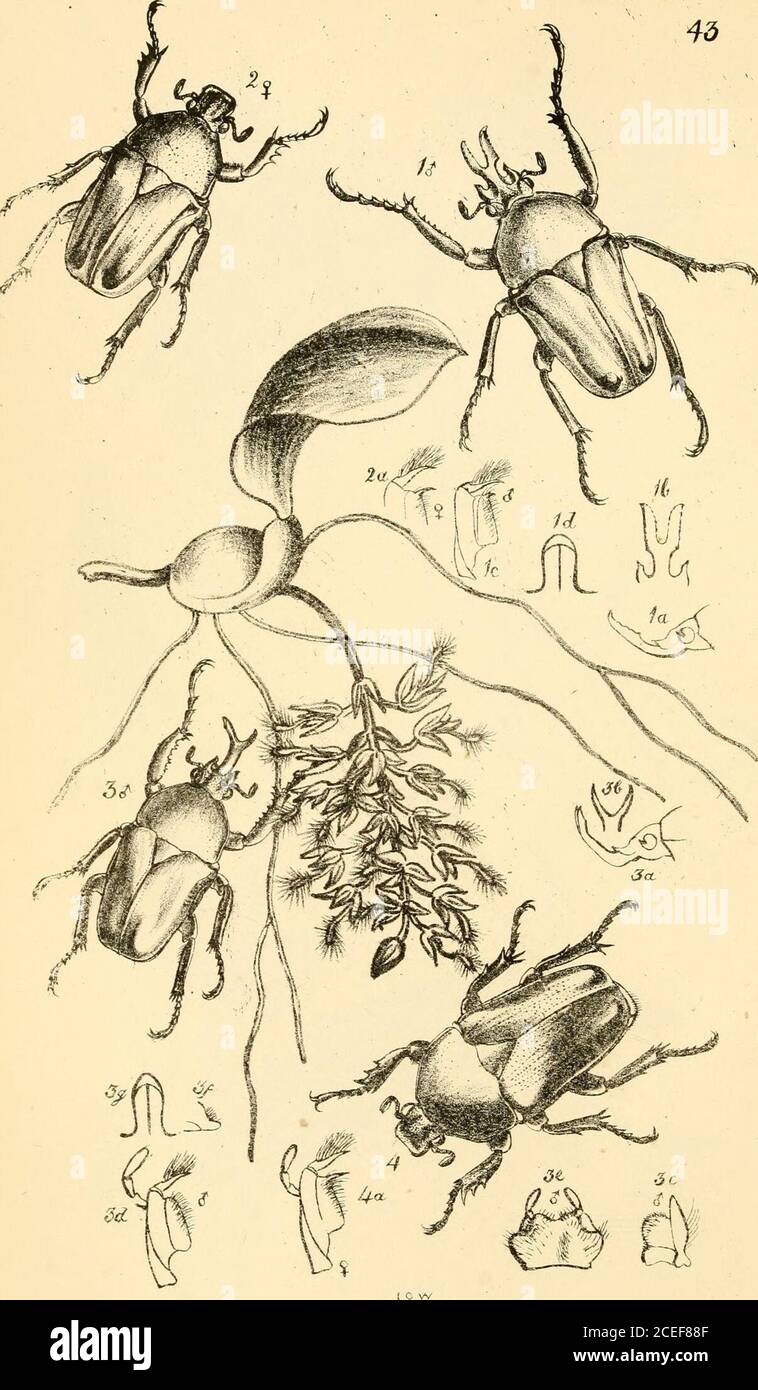 . Arcana entomologica, or, Illustrations of new, rare, and interesting ...