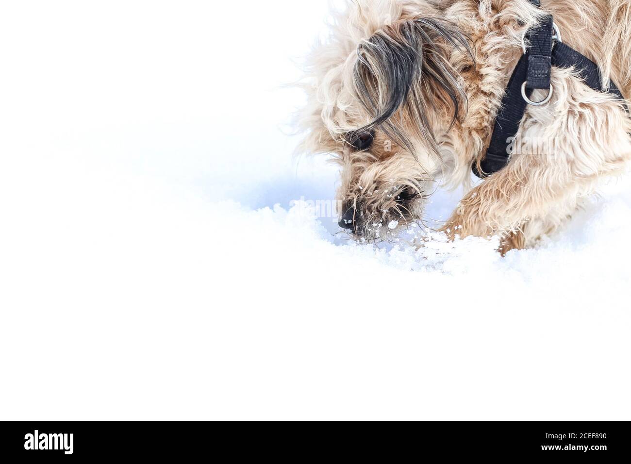 Shaggy paws hi-res stock photography and images - Alamy