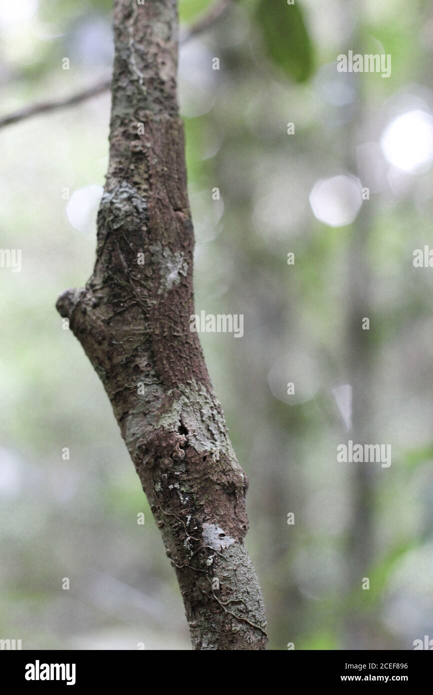 Invisible bark gecko on thin tree trunk on blurred background of jungle ...