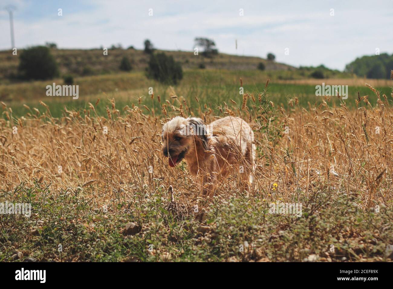 Dog running in field Stock Photo - Alamy