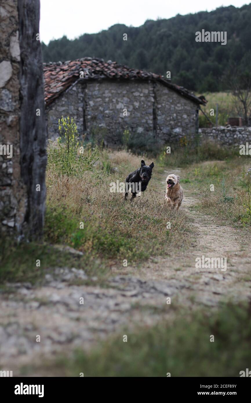 Funny dogs hi-res stock photography and images - Alamy