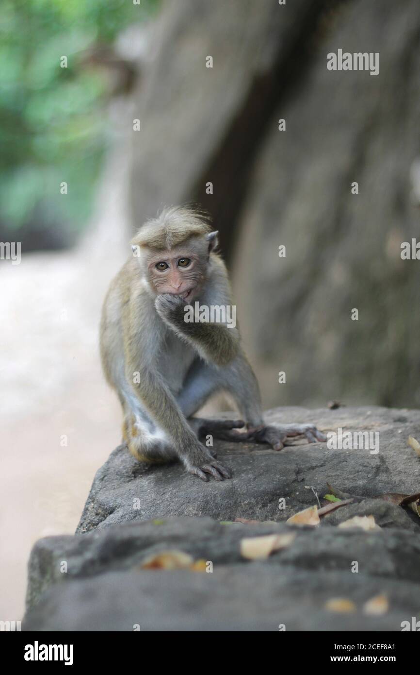 Funny macaque looking at camera Stock Photo - Alamy