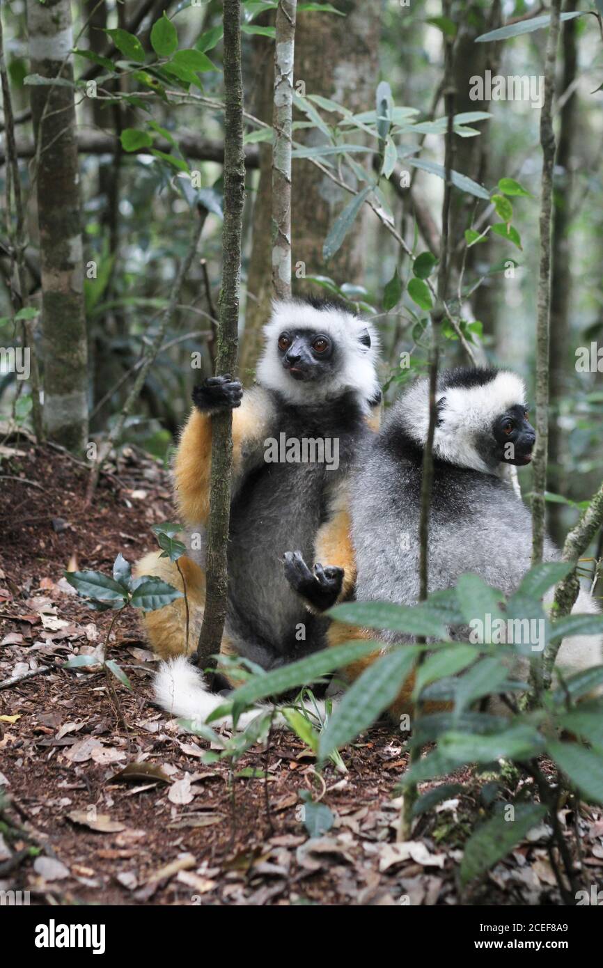 Two adorable sifakas sitting on ground amidst thin trees in Madagascar ...
