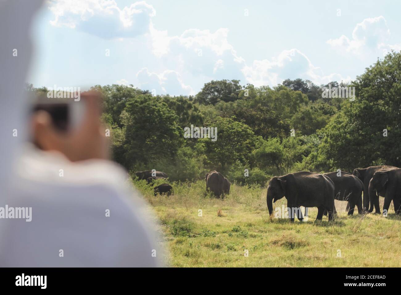 Beautiful elephants hi-res stock photography and images - Alamy