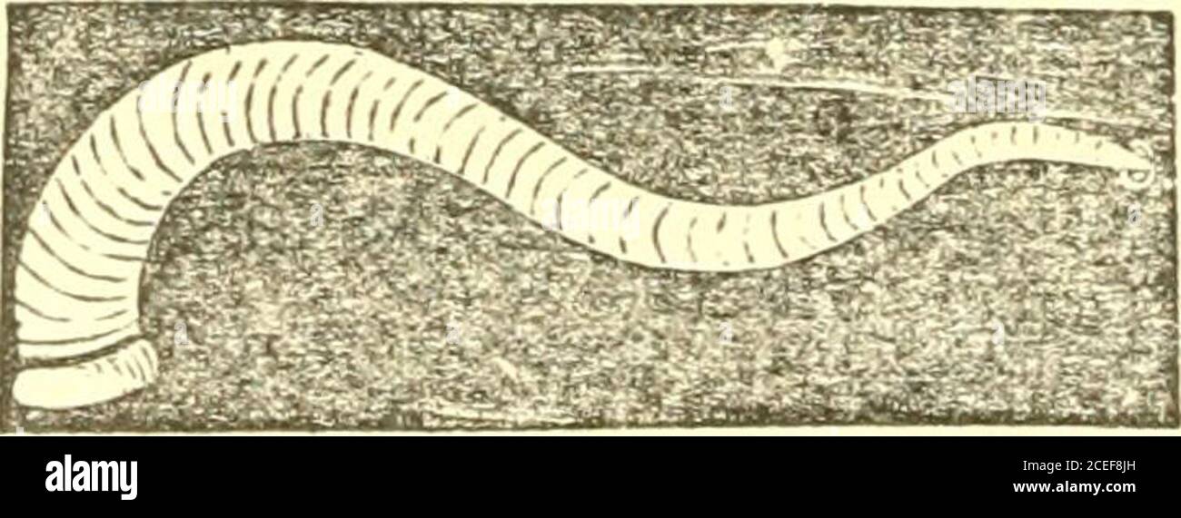 . Principles of zoölogy : touching the structure, development ...