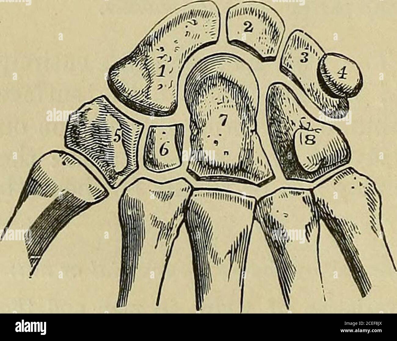 . Quain's Elements of anatomy. The superior surfaces of the scaphoid ...