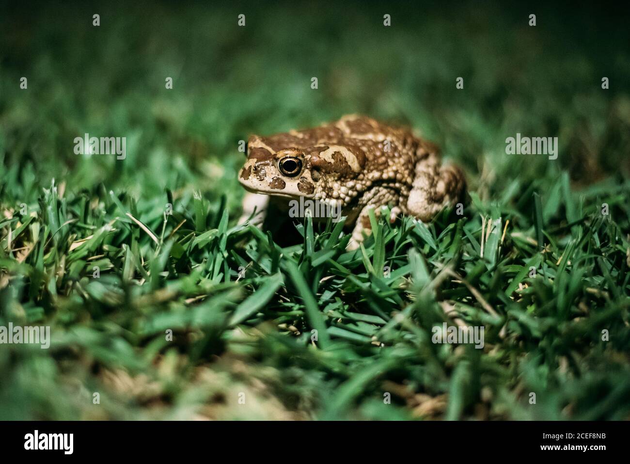 Small frog on the grass by night Stock Photo - Alamy