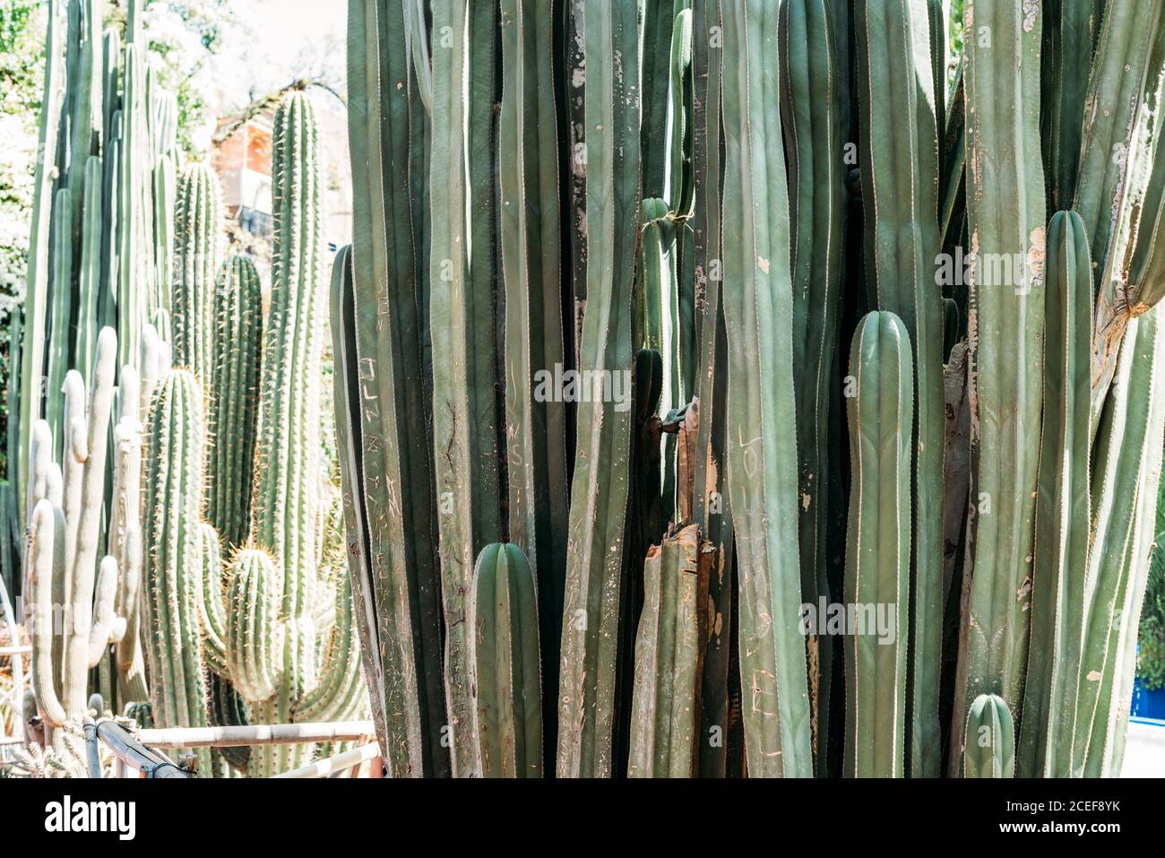 Big cactus plant Stock Photo - Alamy