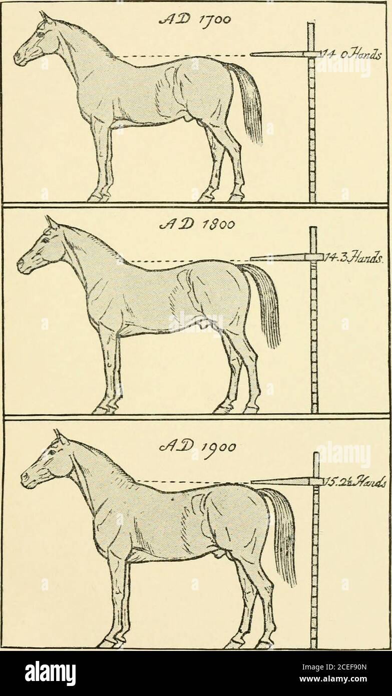 thoroughbred mare weight