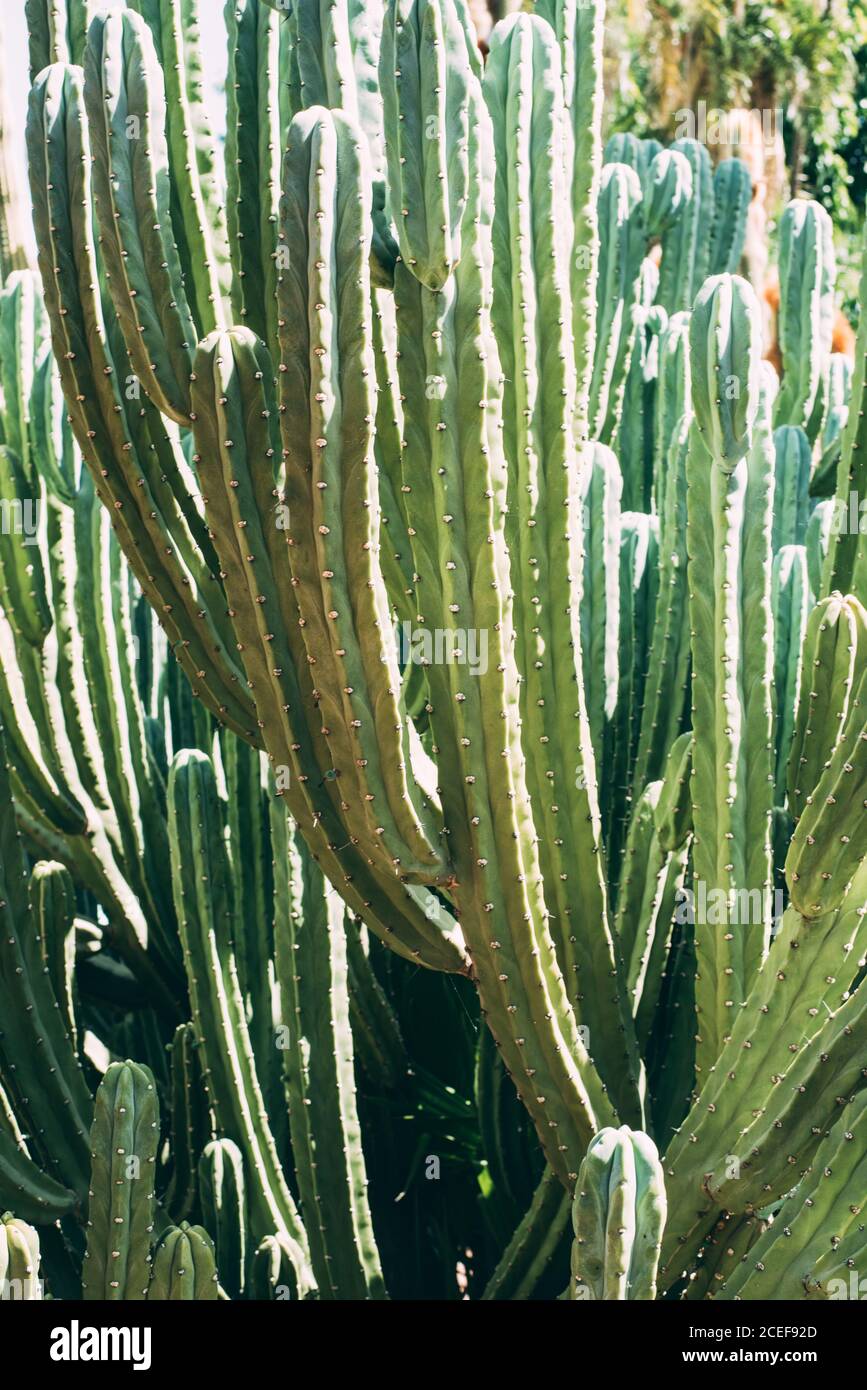 Myrtillocactus geometrizans cactaceae hi-res stock photography and ...