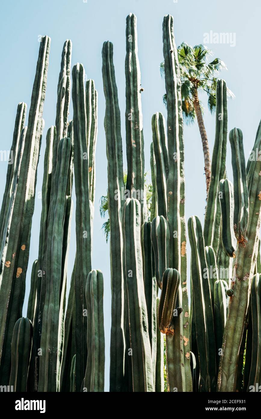 Big cactus plant Stock Photo - Alamy