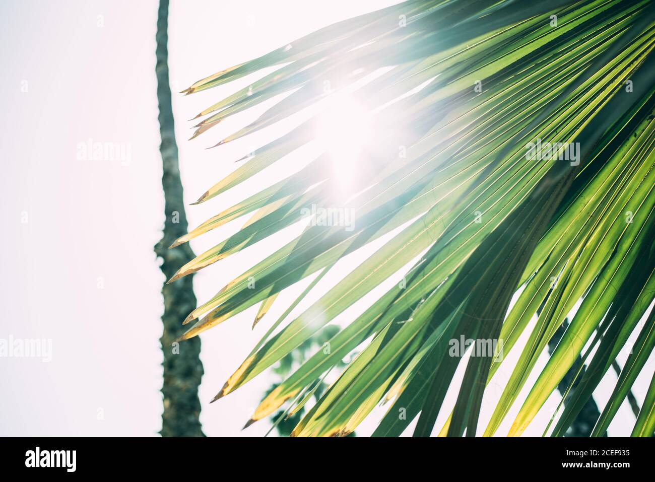 Palm tree in a beautiful garden Stock Photo - Alamy