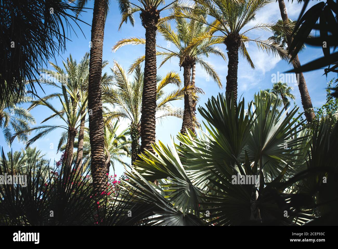 Palm tree in a beautiful garden Stock Photo - Alamy