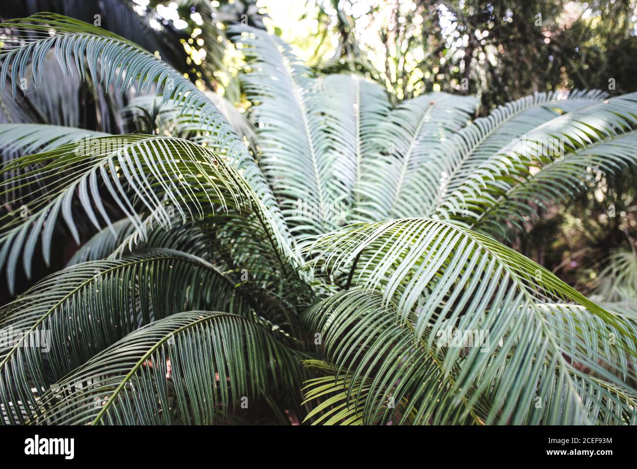 Palm tree in a beautiful garden Stock Photo - Alamy