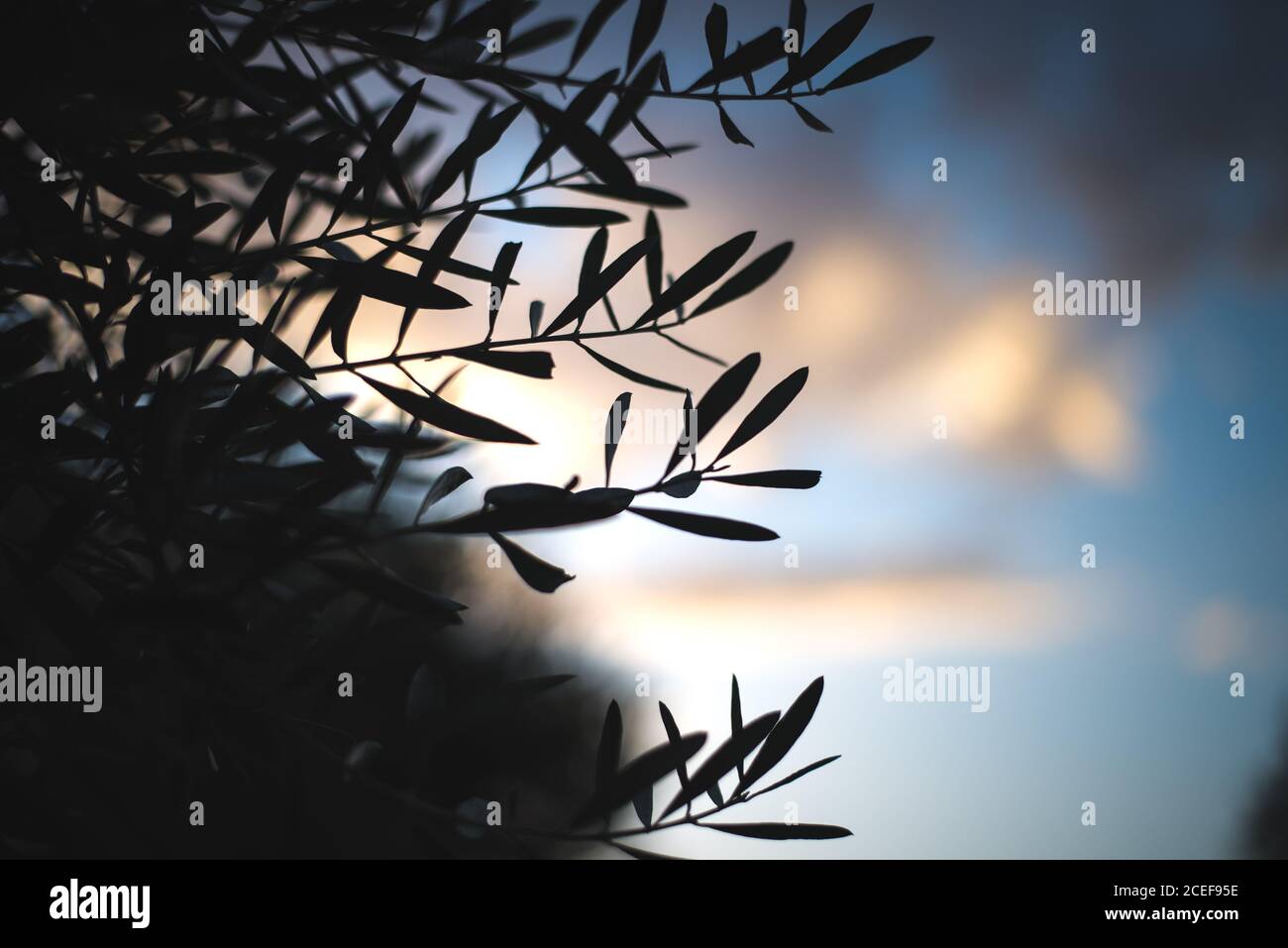 Green olive tree in morocco Stock Photo - Alamy