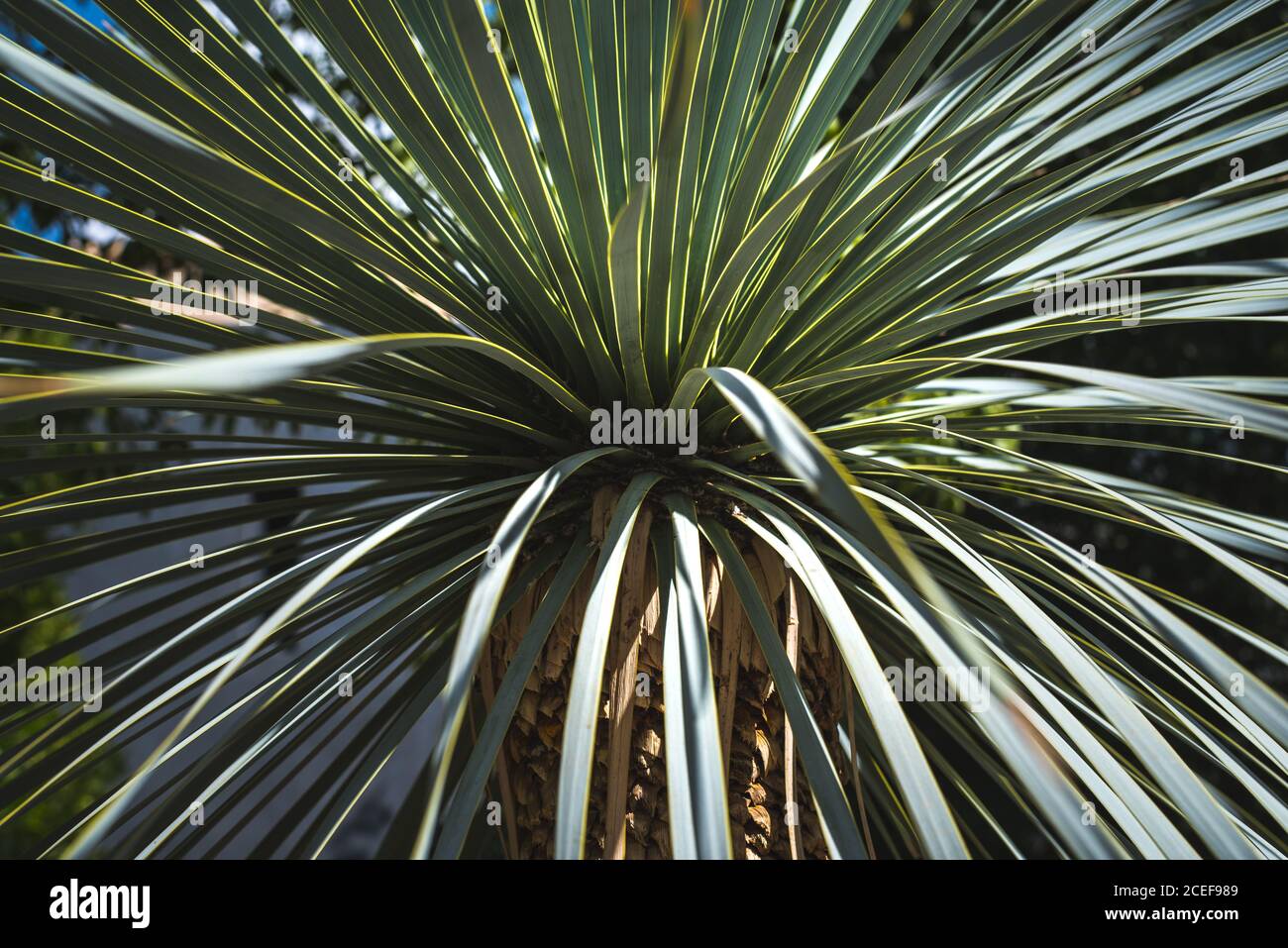 Palm tree in a beautiful garden Stock Photo - Alamy