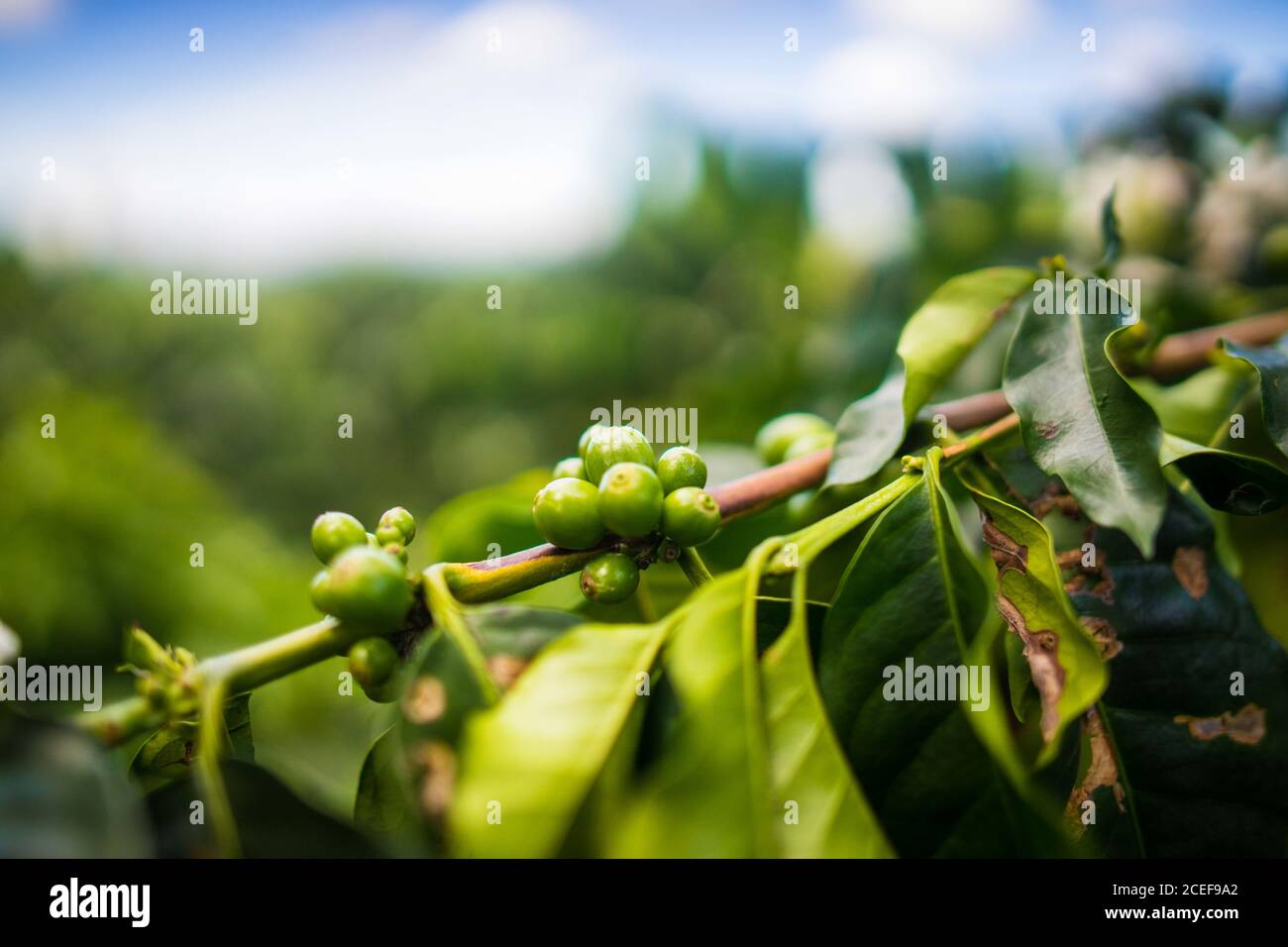 Coffee farm under trees hi-res stock photography and images - Alamy