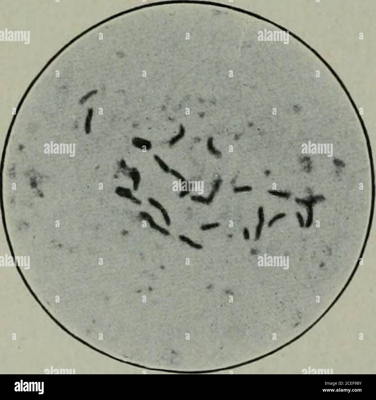 . Pathogenic micro-organisms, including bacteria and Protozoa; a ...