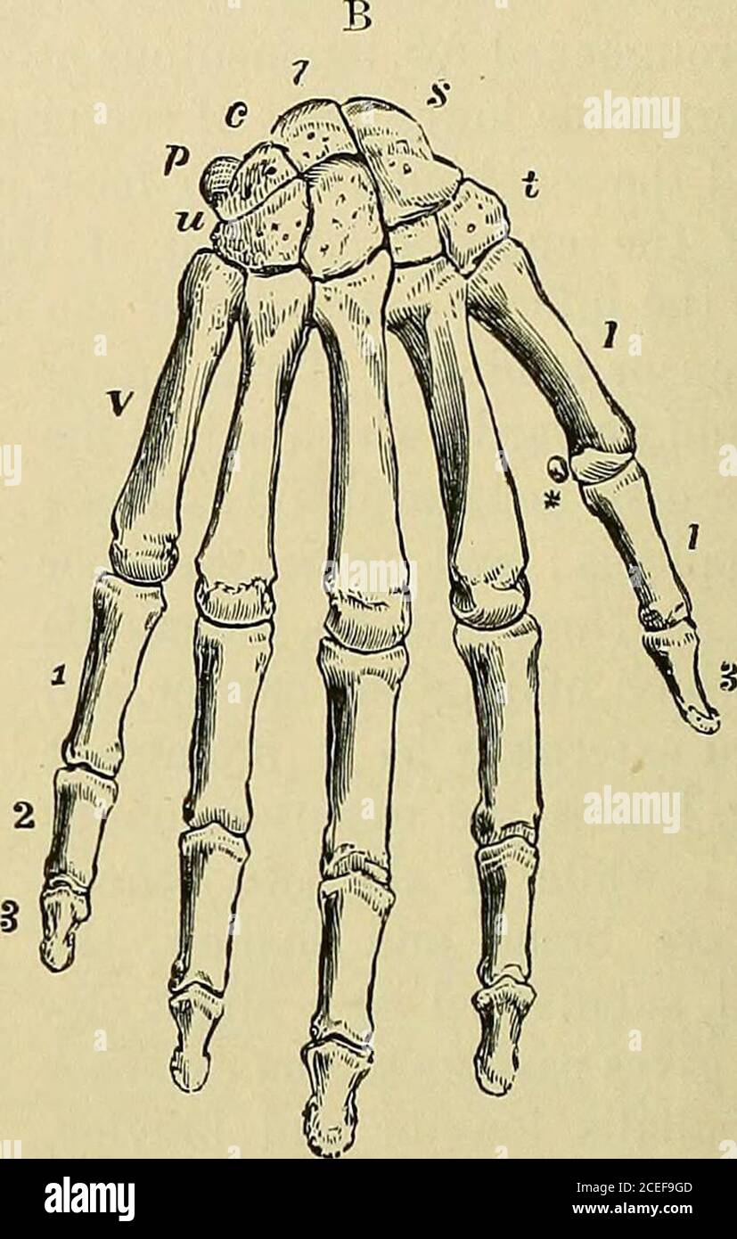 Annular finger hi-res stock photography and images - Alamy