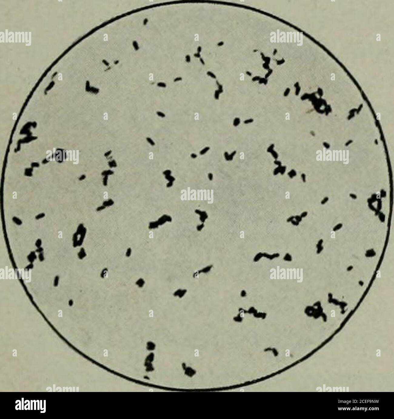 . Pathogenic micro-organisms, including bacteria and Protozoa; a ...