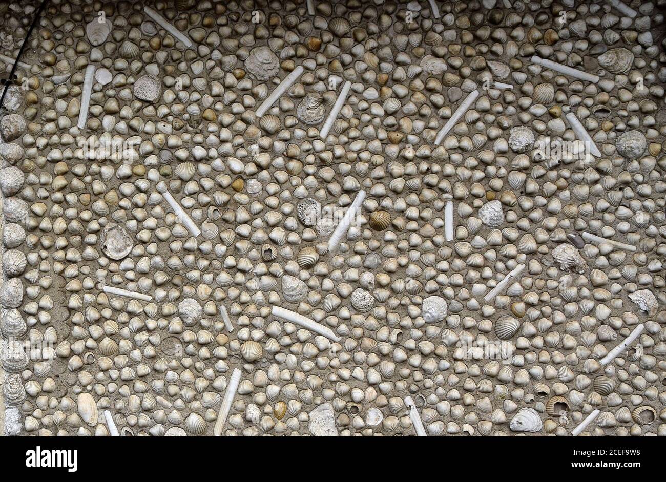 Razor clam shells hi-res stock photography and images - Alamy