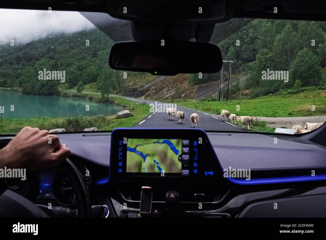 Car behind sheep hi-res stock photography and images - Alamy