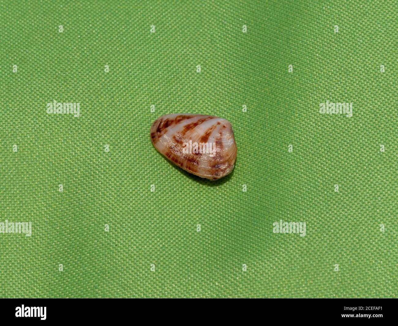 Hard shell for protection hi-res stock photography and images - Alamy
