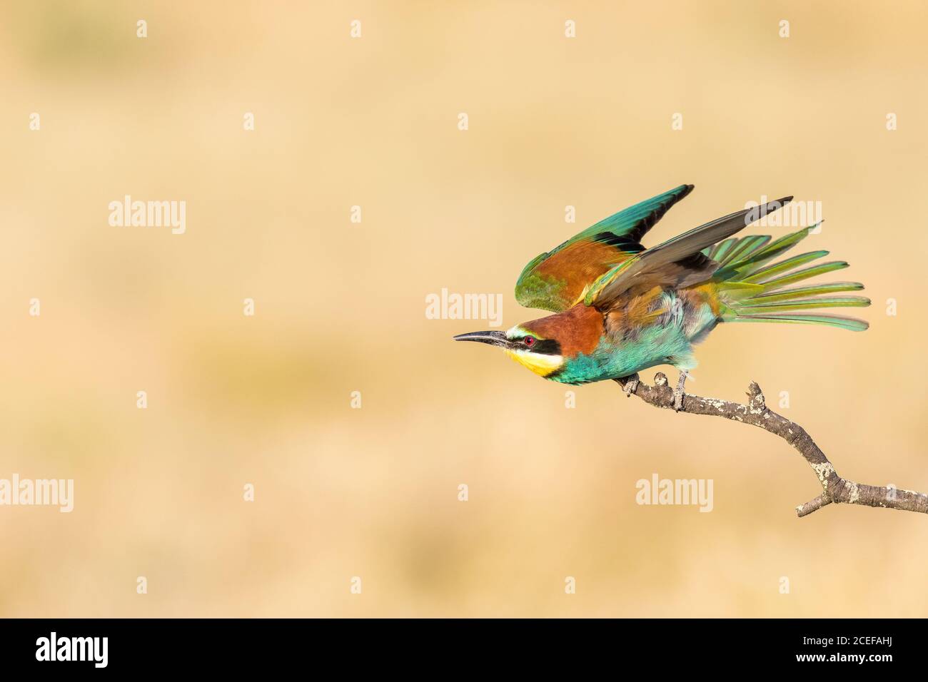 Bright bird sitting on branch Stock Photo - Alamy
