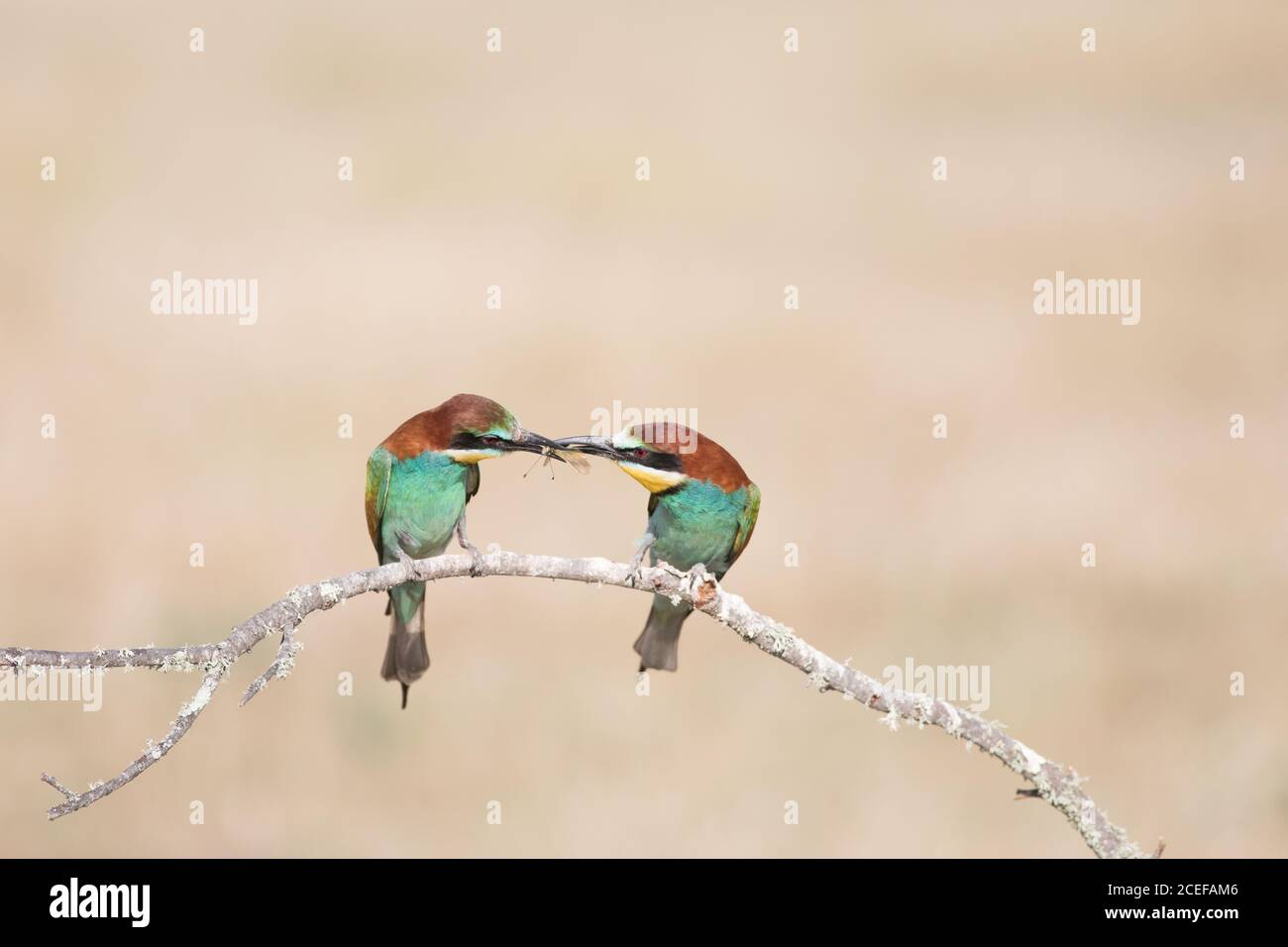Cute bird feeding mate Stock Photo - Alamy