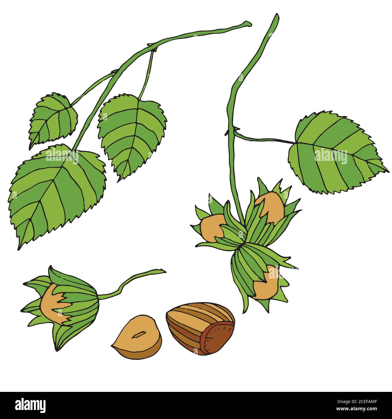 Branch with leaves and ripe, forest, nuts, isolated Stock Vector Image ...