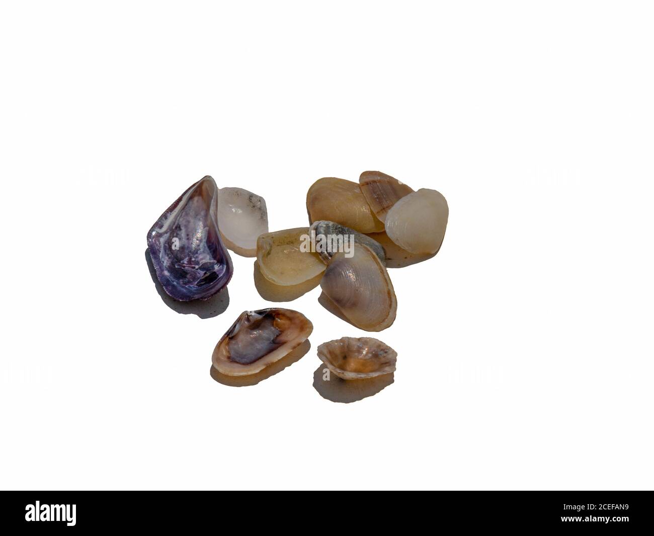 Group of seashells isolated on a white background Stock Photo - Alamy