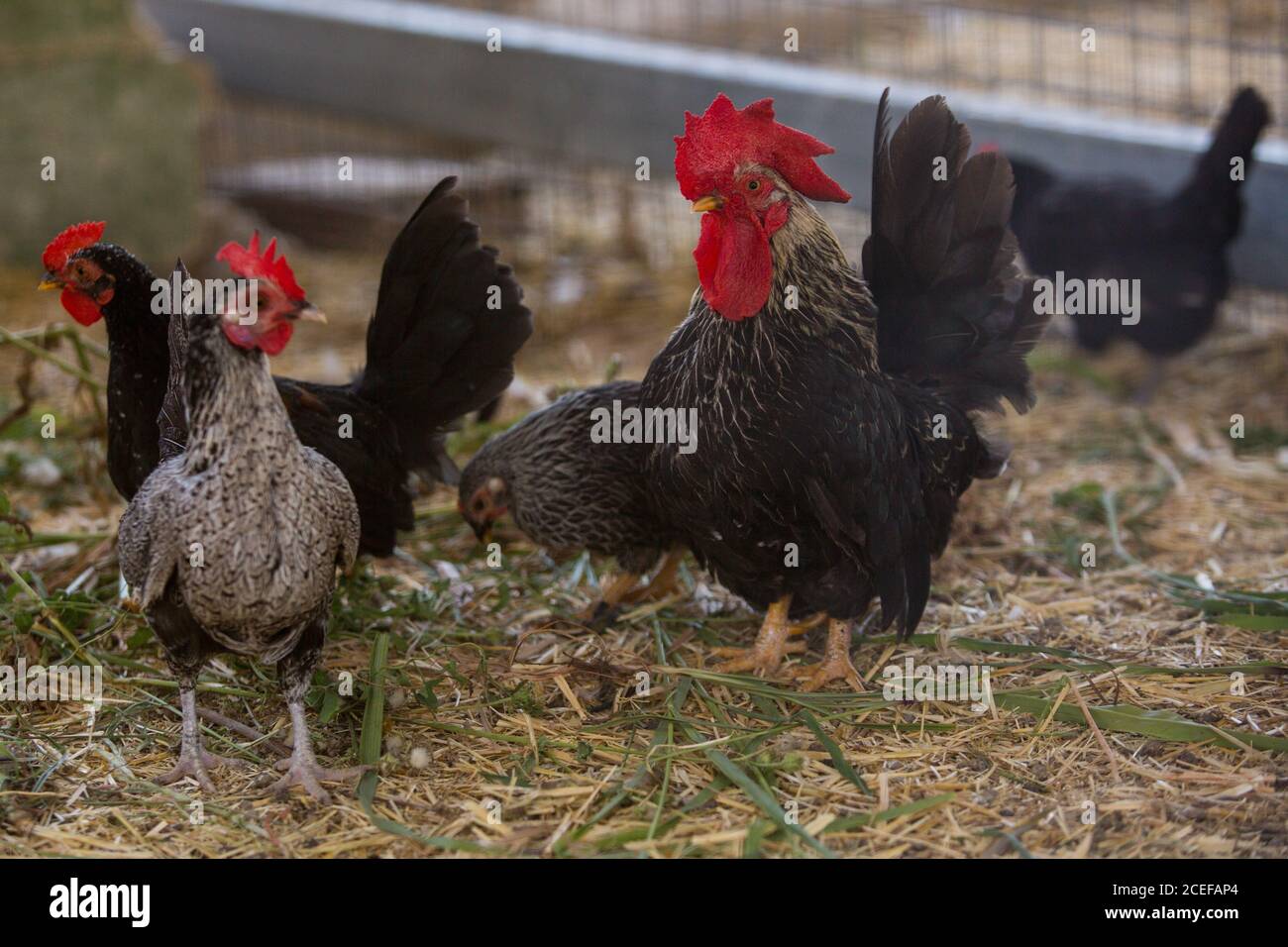 Brood of amazing hens and beautiful rooster standing on dry grass in ...