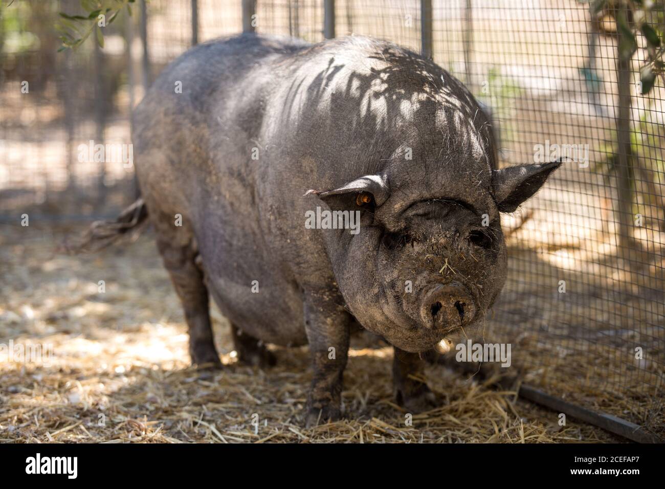 Pig standing hi-res stock photography and images - Alamy
