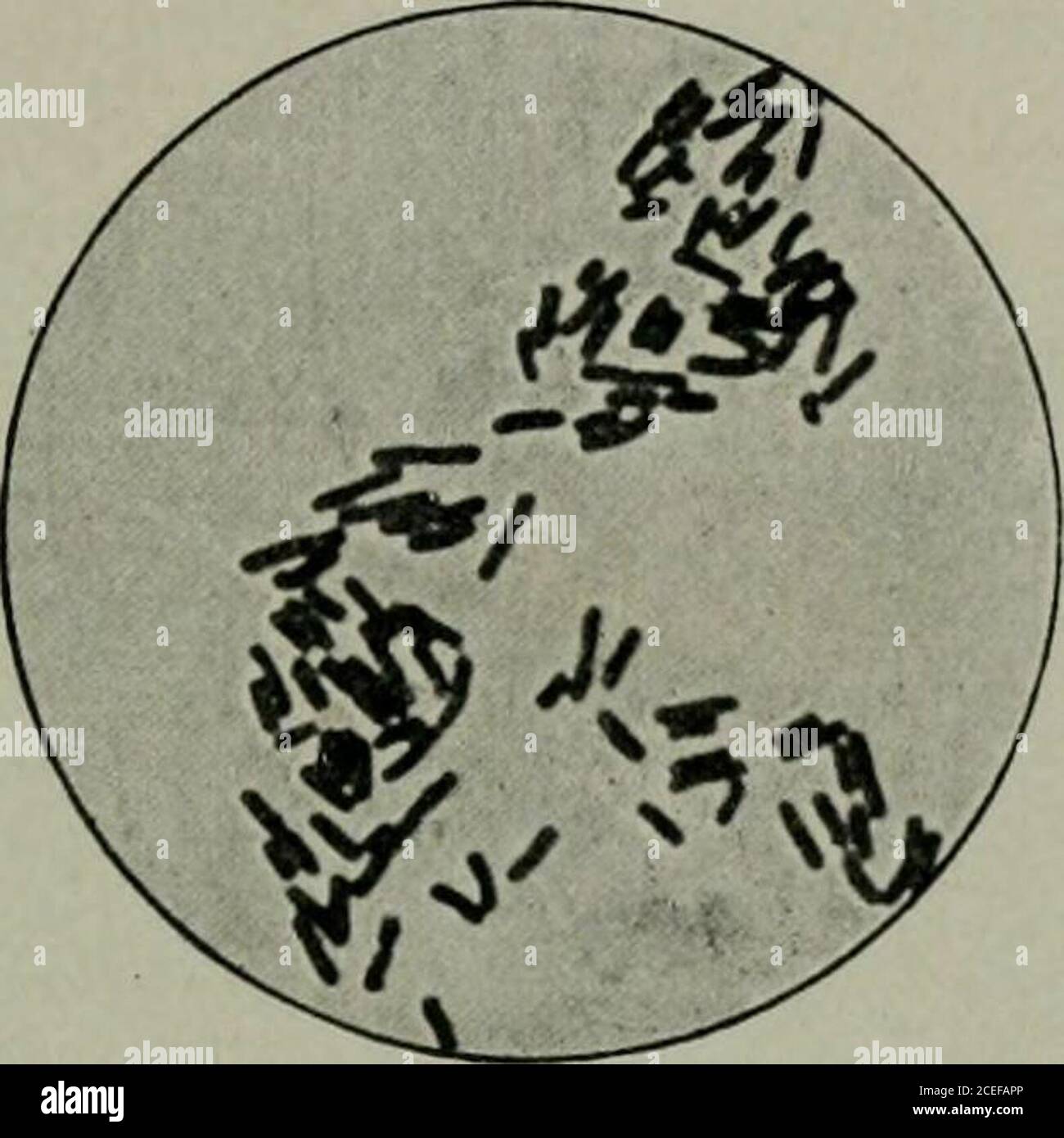 . Pathogenic micro-organisms, including bacteria and Protozoa; a ...
